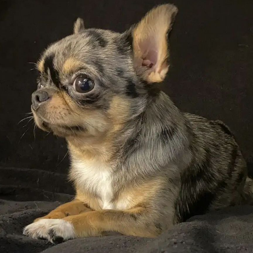 Чихуахуа, вязка