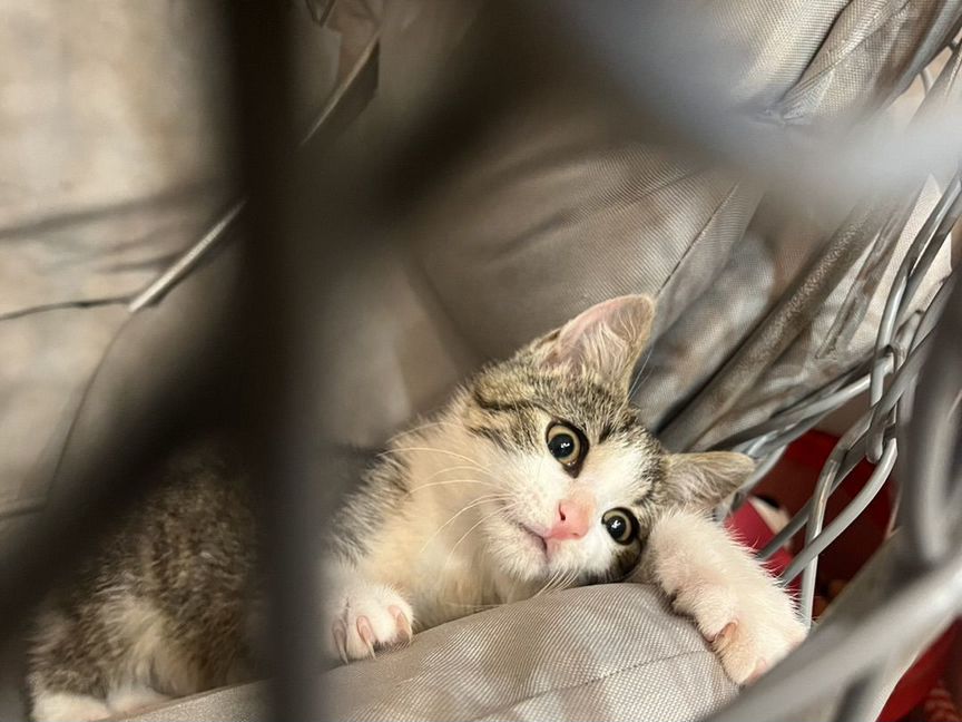 Кошка