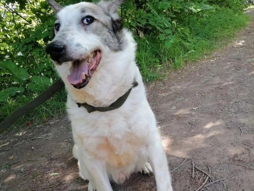 Отдам пса в добрые руки