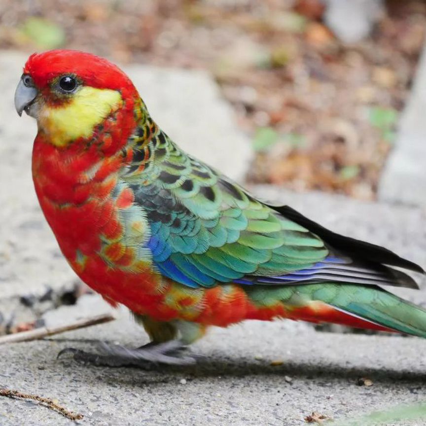 Розелла Стенли