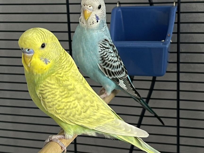 Волнистый попугай самец(зеленый)