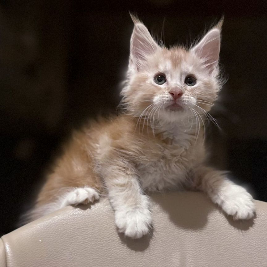 Котенок Мейн-Кун девочка