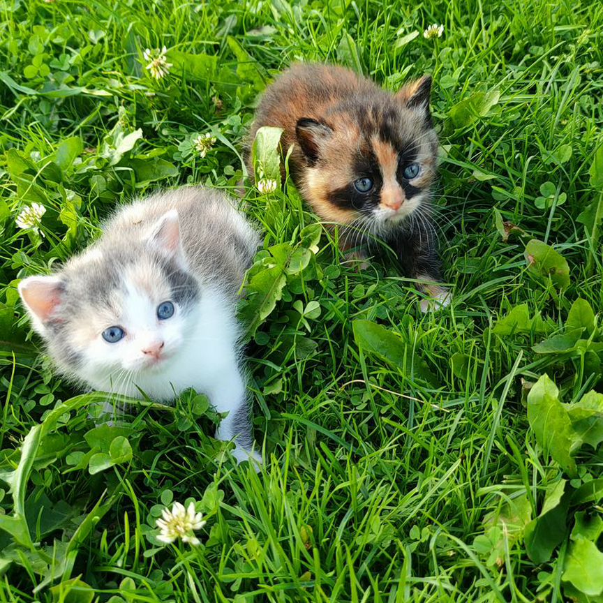 Отдам котят в добрые руки