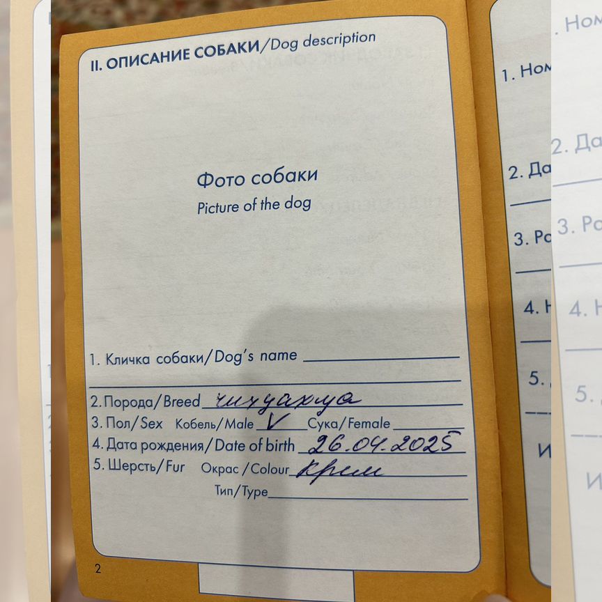 Чихуахуа, щенок