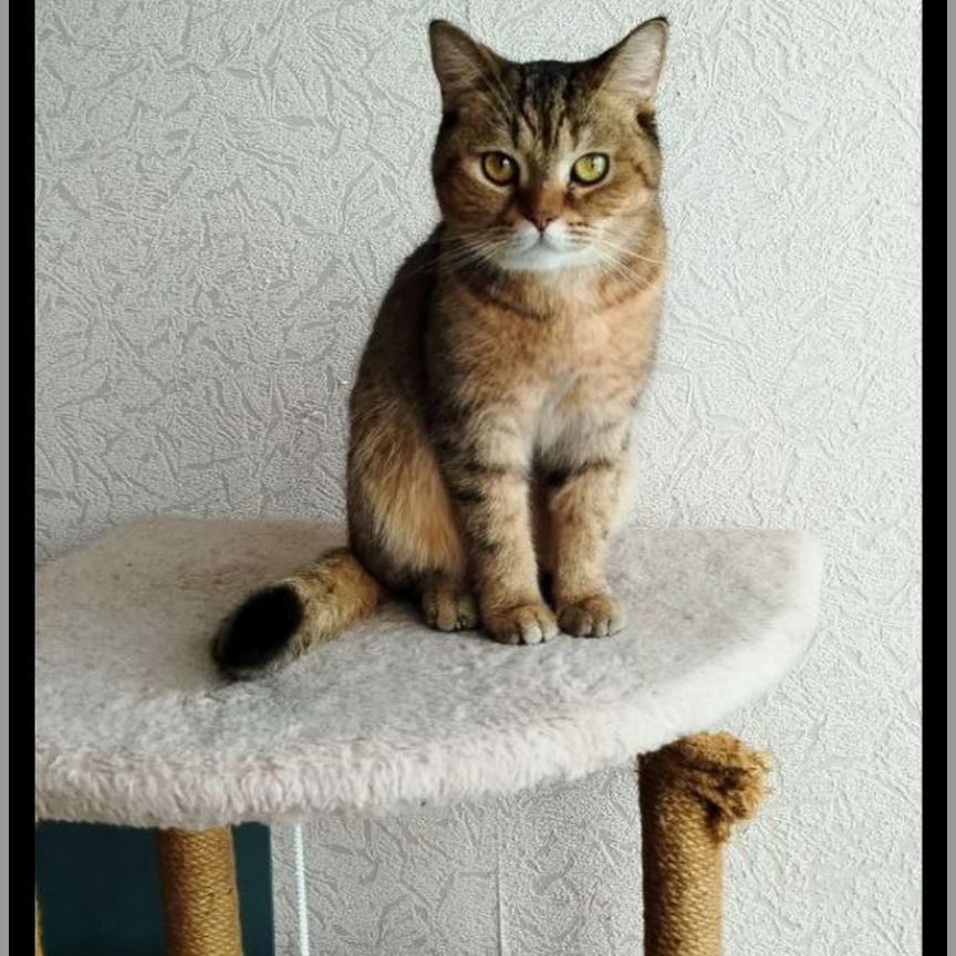 Британская короткошёрстная, взрослая кошка