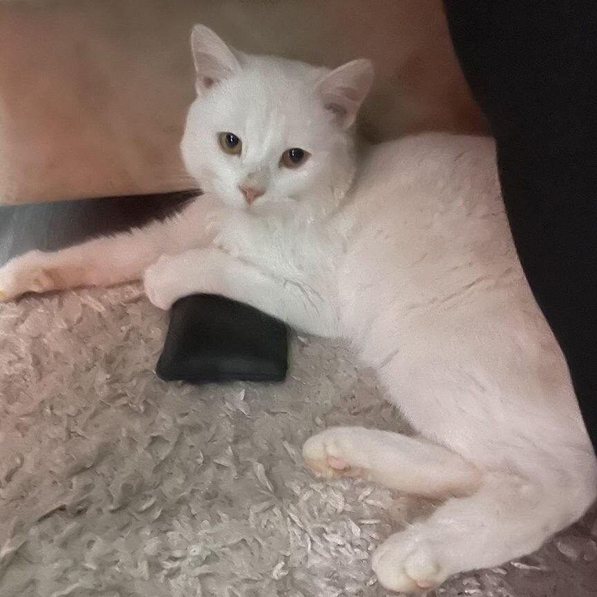 Мальчику нужен дом. Знает лоток, ласковый