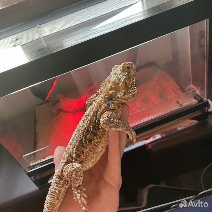 Бородатая агама с террариумом девочка