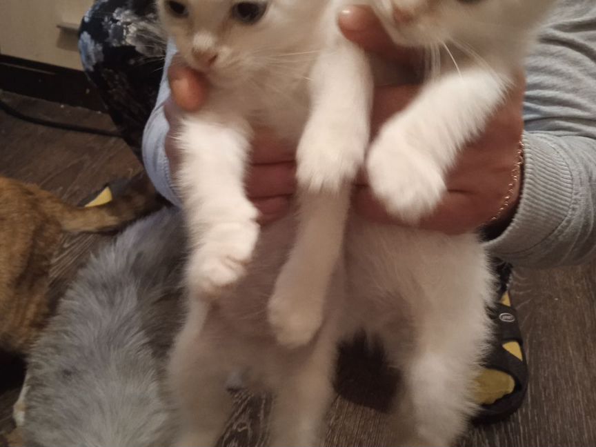Котята в добрые руки