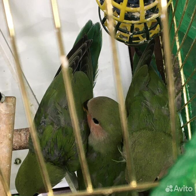 Ожереловый попугай птенцы