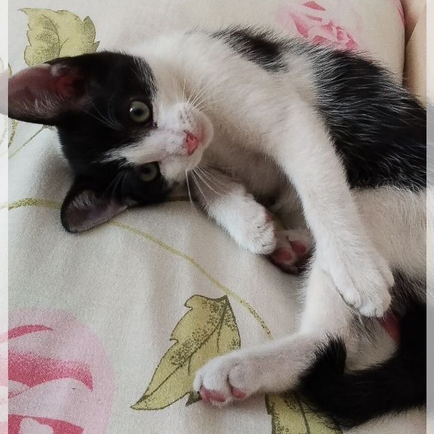 Котёнок в добрые руки