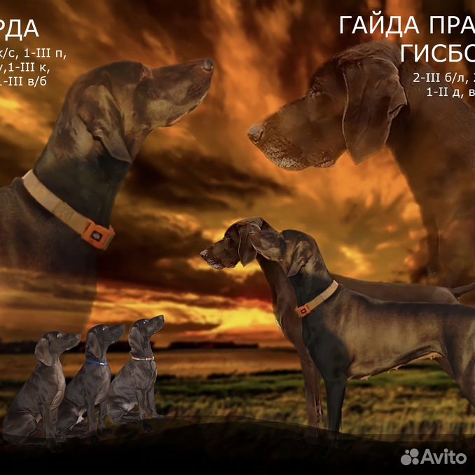 Щенки курцхаар от рабочих родителей