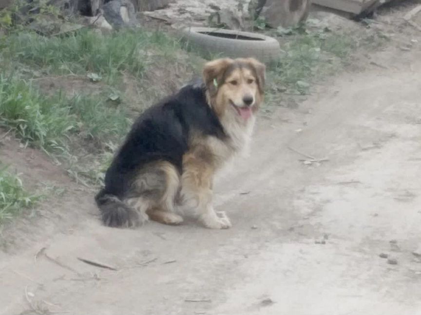 Собака (фенотип кавказской овчарки)