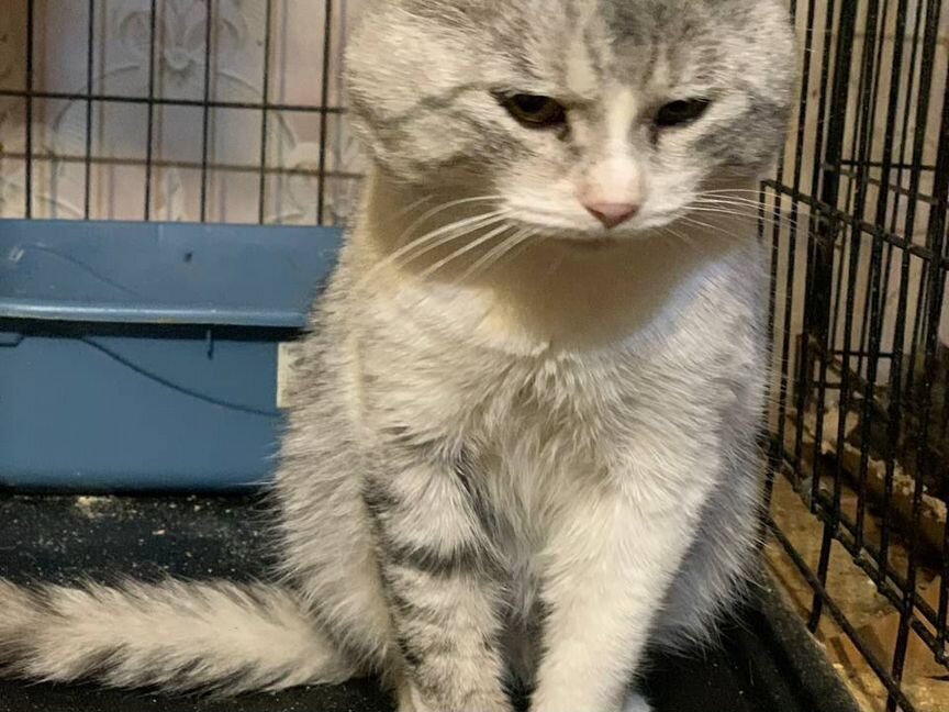 Котик сидел неделю и плакал