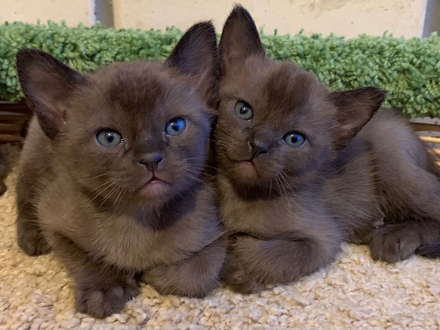 Бурманские котята