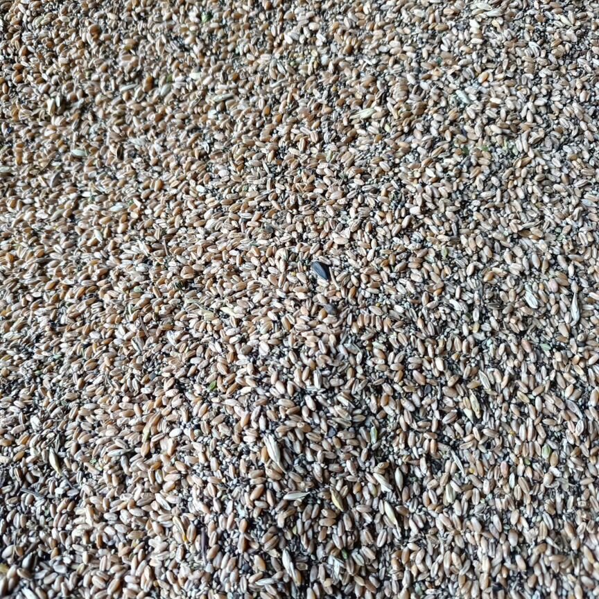 Отходы пшеницы