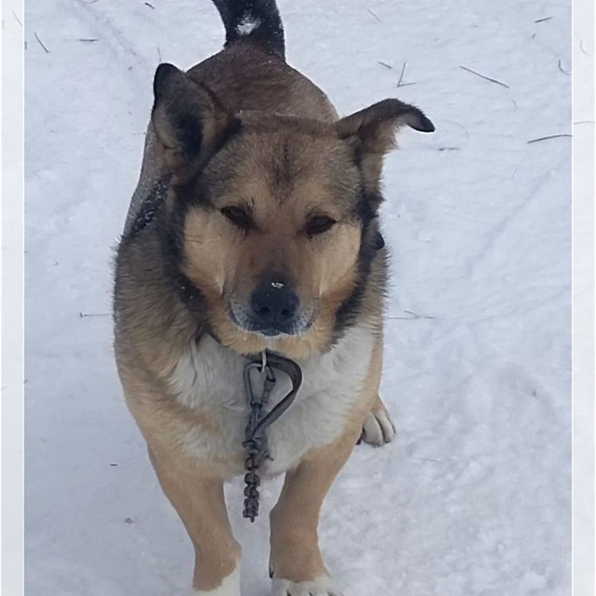 Сторожевой пёс Дружок