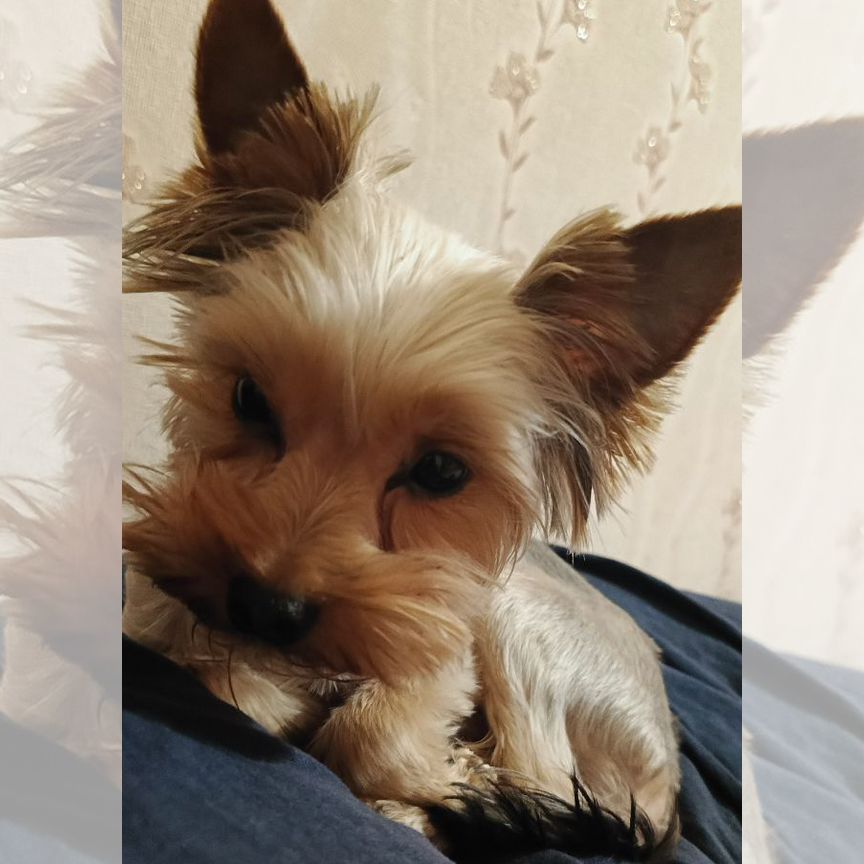 Йоркширский терьер, щенок