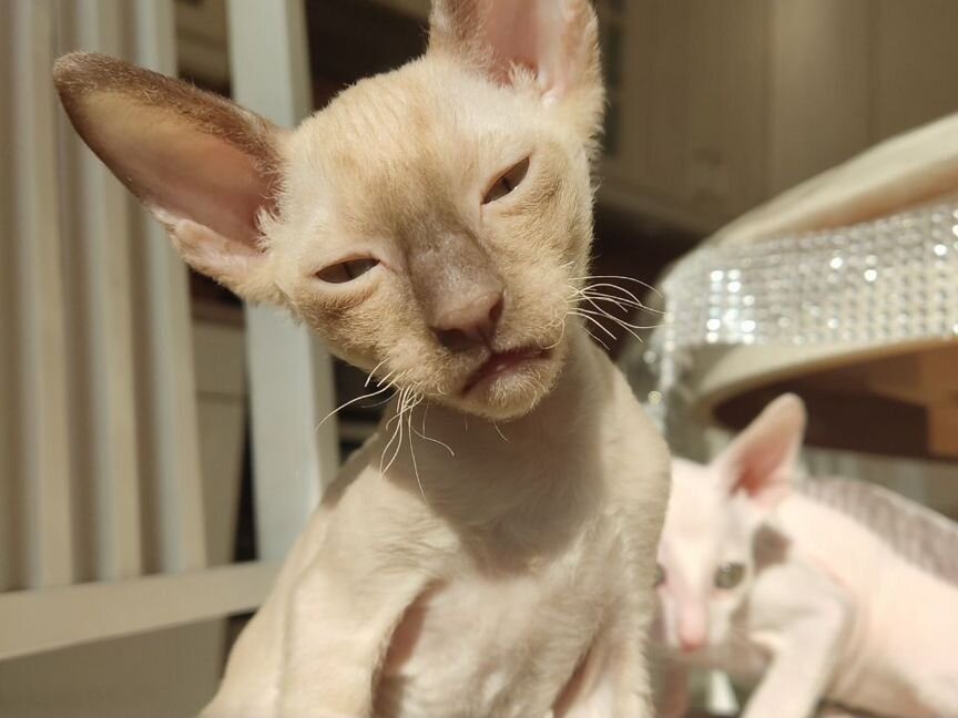 Котята корниш-рекс