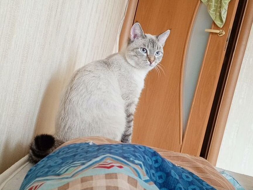 Отдам годовалых котят в добрые руки