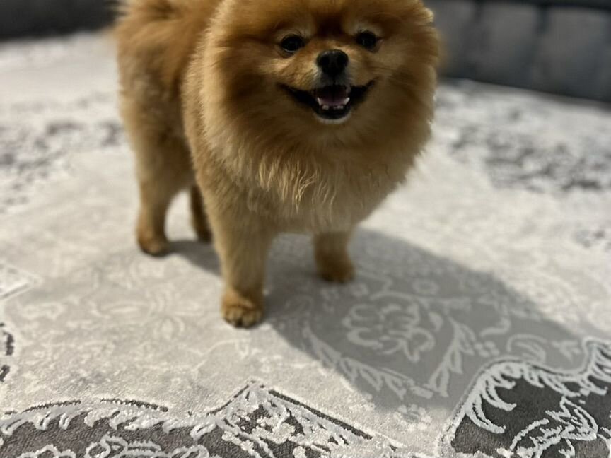 Случка шпиц