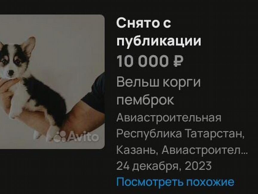 Пристроить щенка. Зоозащитники помогите