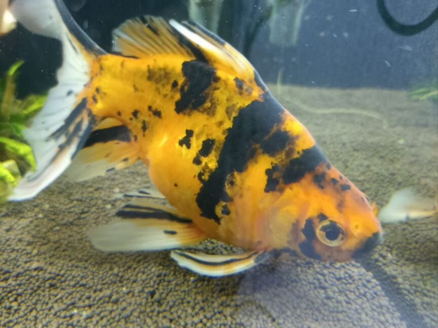 Золотая рыбка