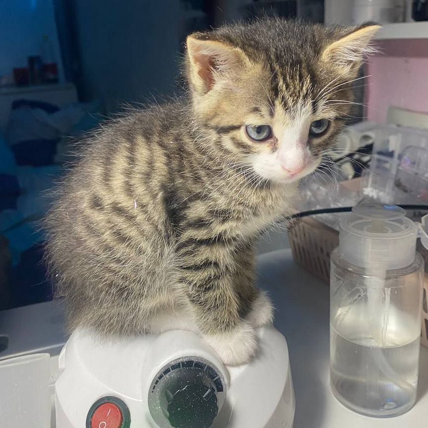 Котенок