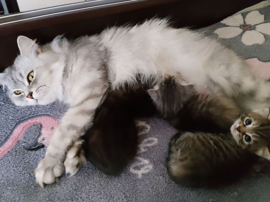 Красивые котята бесплатно,от сибирской кошечки