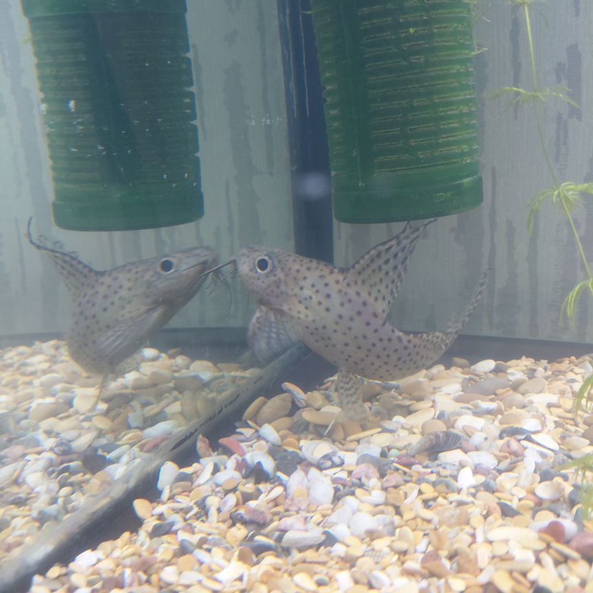 Синодонтис акваримная рыбка