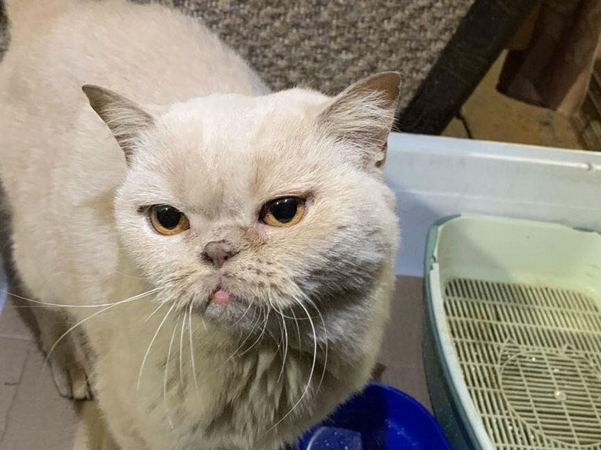 Экзот - кошка отдам