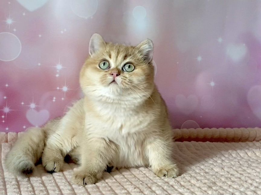 Котик золотая шиншилла