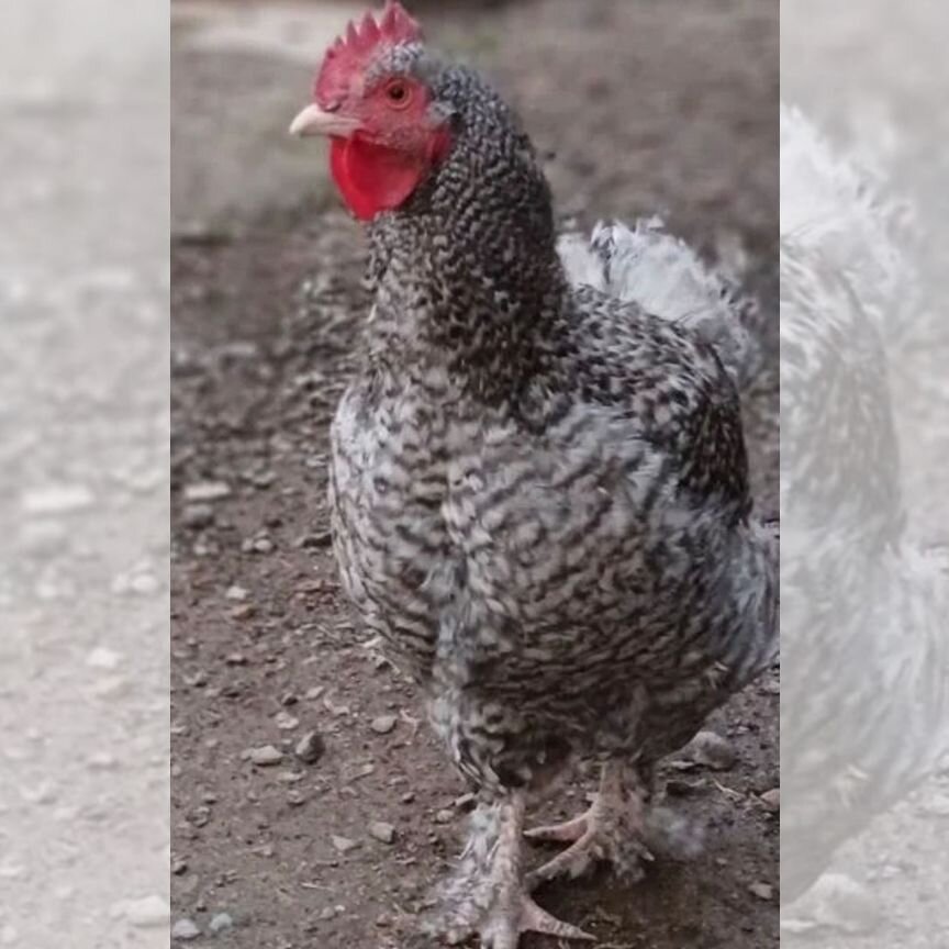 Мехеленская кукушка, лакеданзи