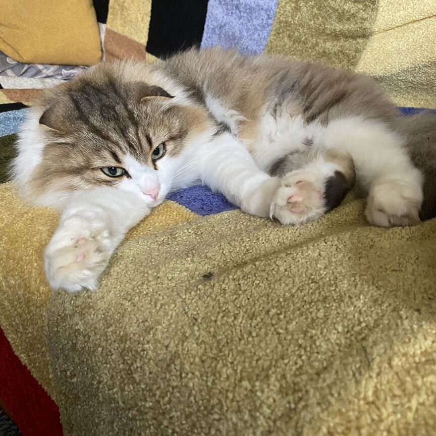 Кот в добрые руки