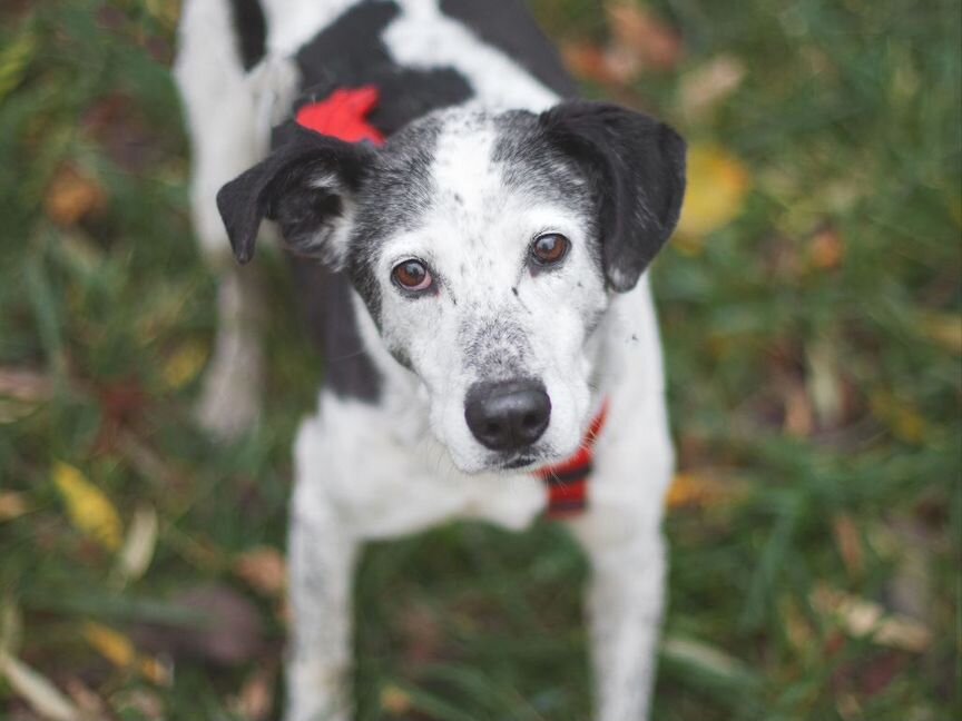 Собака в добрые руки