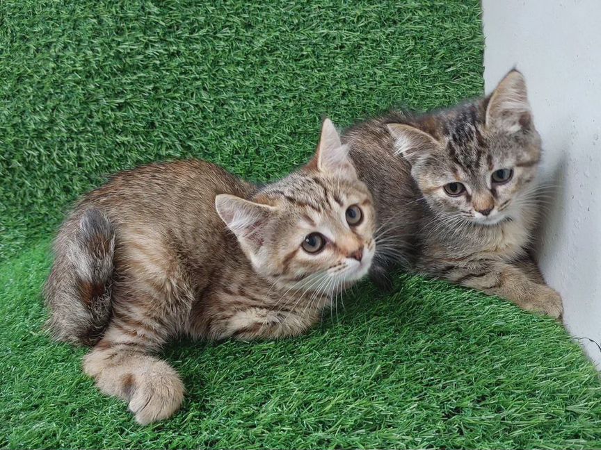 Кругломорденькие сестрички лесного окраса в дар