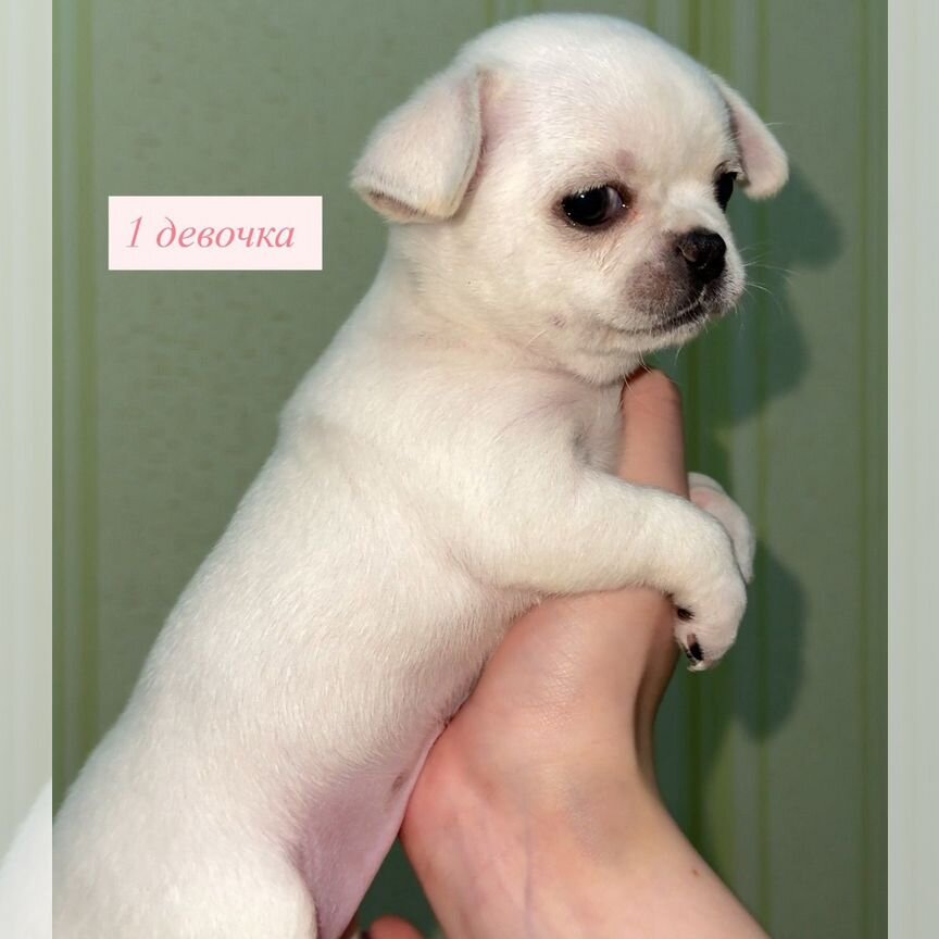 Чихуахуа, щенок