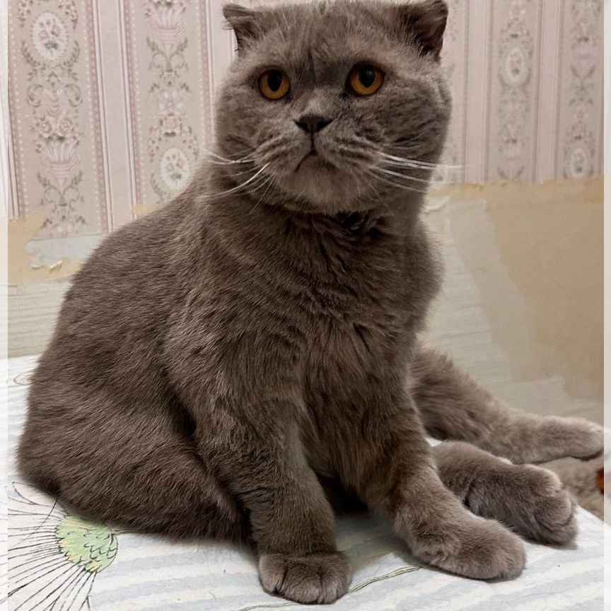 Кот