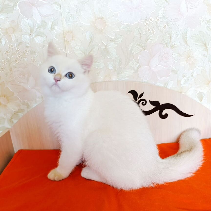 Золотой котик