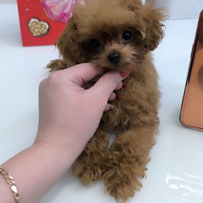 Той-пудель, щенок