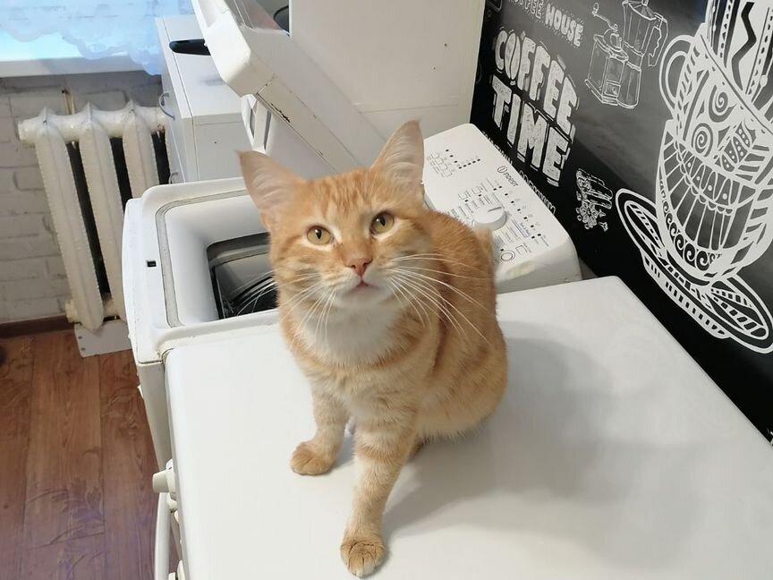 Рыжий кот