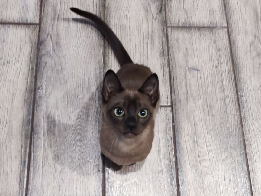 Тонкинская кошечка