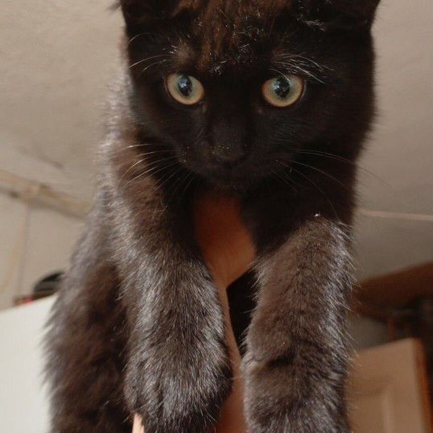 Котята в добрые руки бесплатно