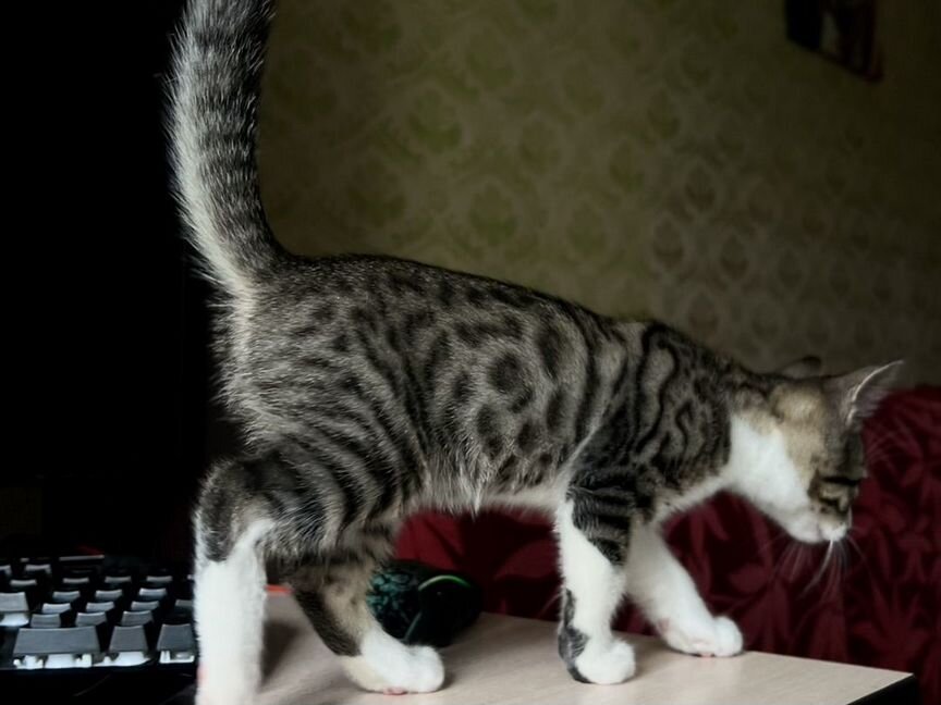 Бенгальские котята