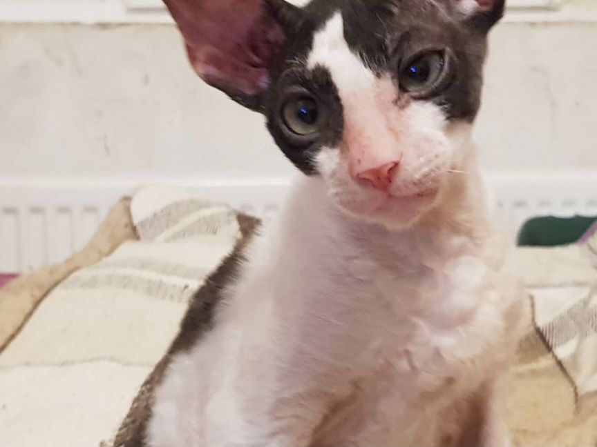 Биколорчики