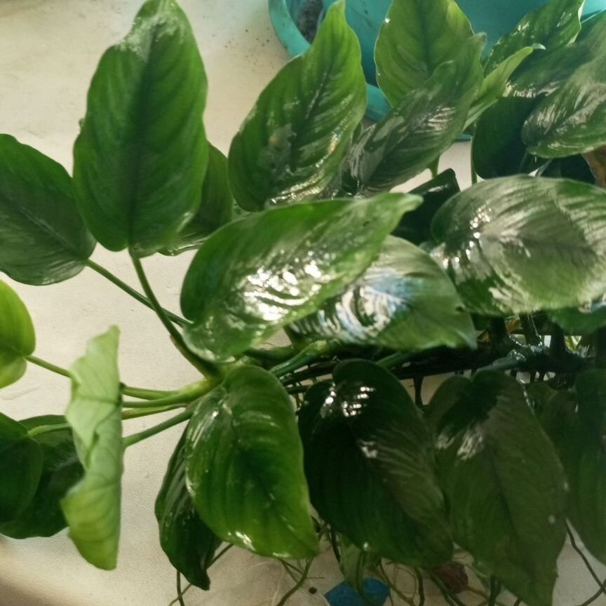 Аквариумные растения