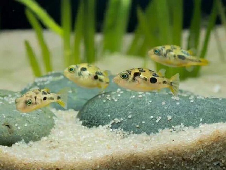 Тетрадон карликовый