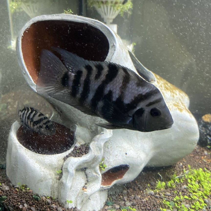 Нерестовая пара чернополосых цихлид