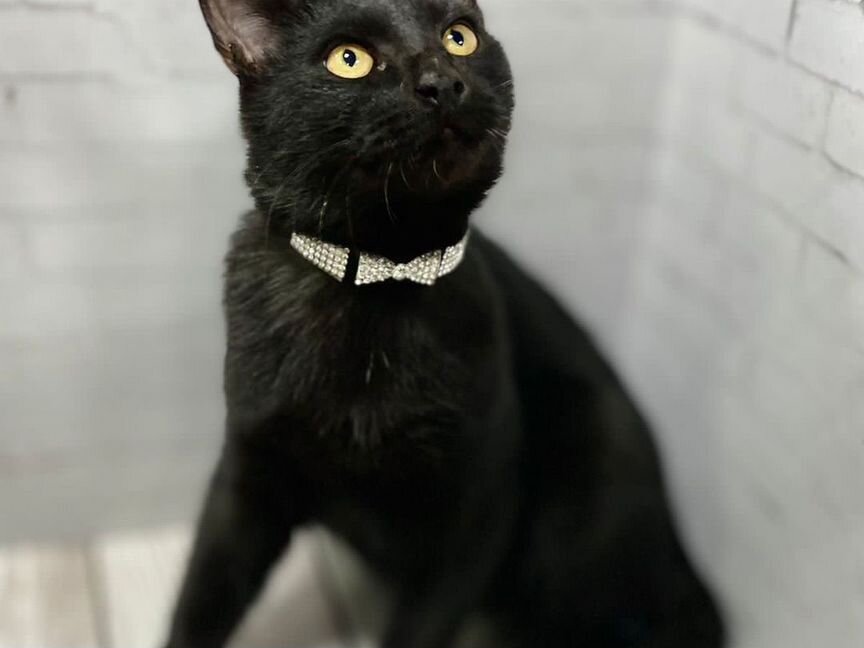 Котик в добрые руки