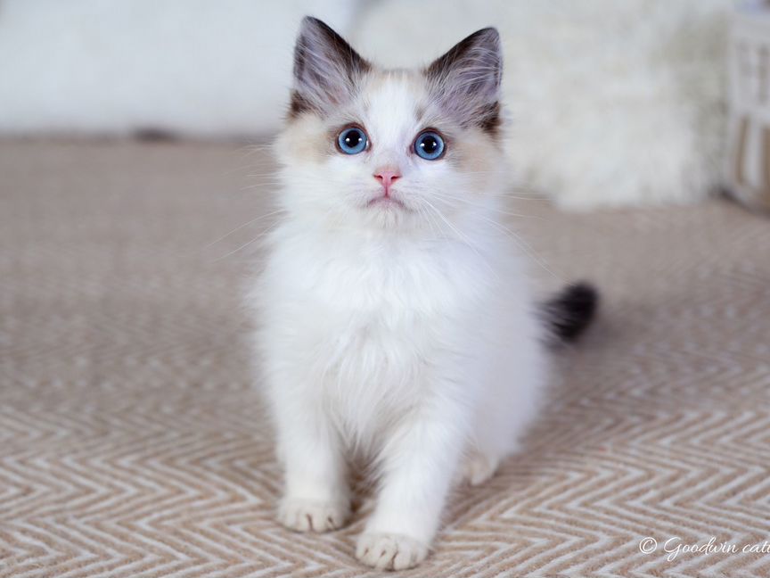 Мальчик рэгдолл сил биколор