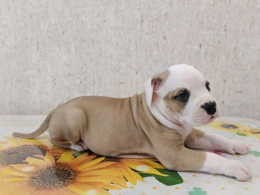 Щенки американского стаффордширского терьера